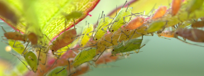 Cómo combatir el PULGÓN